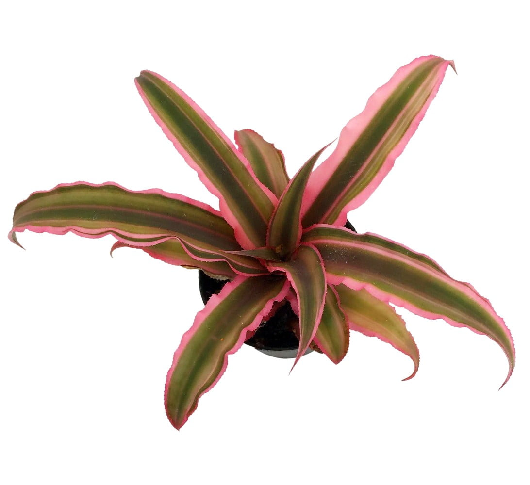 Pink Earth Star Plant - Cryptanthus - 3" Pot - Walmart.com