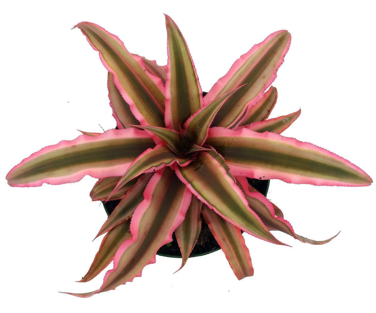 Hirt's Gardens Pink Earth Star Plant, Cryptanthus, 4 Inch Pot, Easy ...
