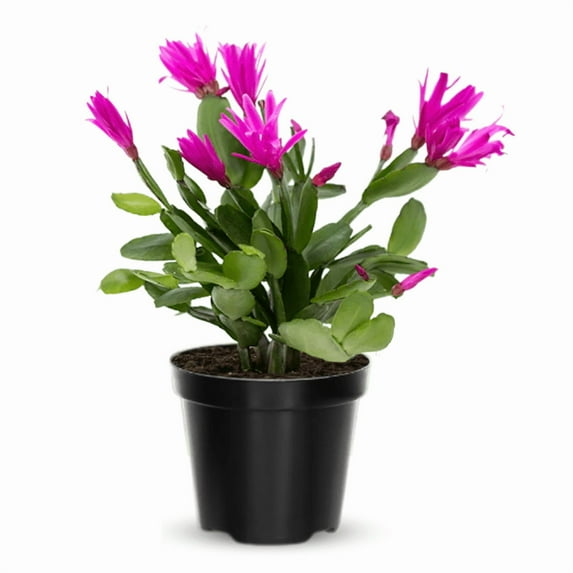 Pink Easter Cactus Live Plant, Spring Cactus Flower Plant, Indoor ...