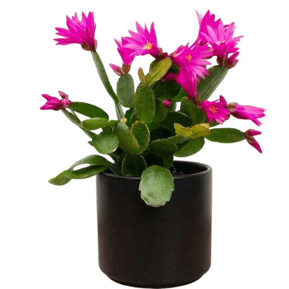 Easter Cactus Plants