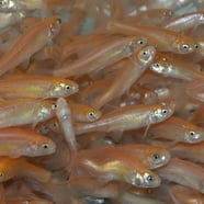 MossBack Fish Habitat Safe Haven Fish Habitat Structure for Lakes and ...