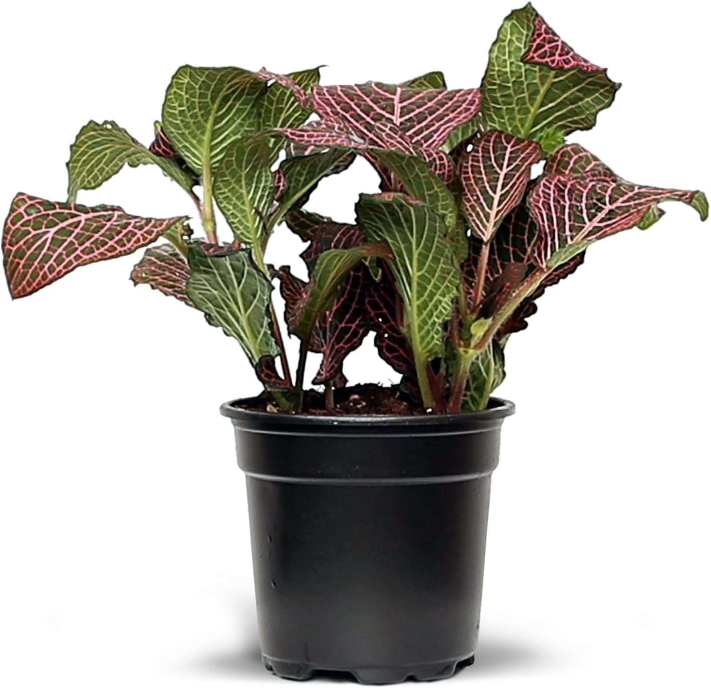 Pink Fittonia Nerve Plant - 2 Live Starter Plants - Fittonia Albivenis ...