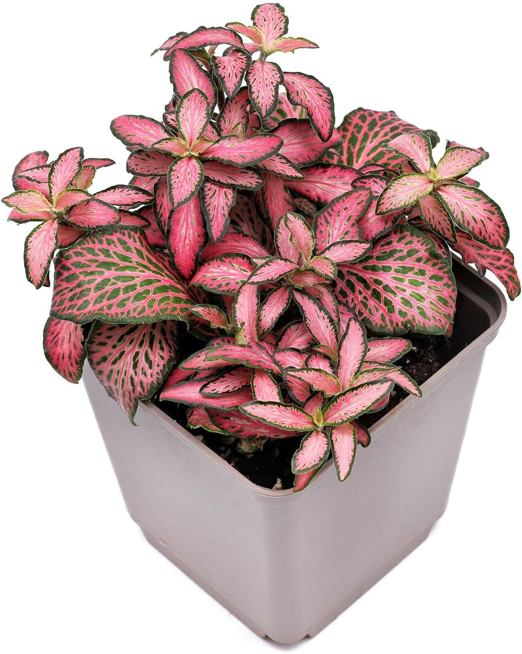 Pink Fittonia Nerve Plant - Live Plant in a 3 Inch Growers Pot ...