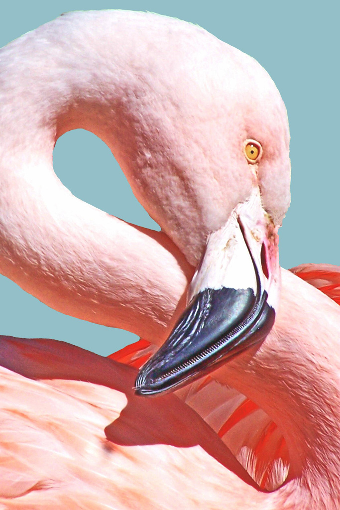Pink Flamingo Face Head Figure 8 Neck Portrait Close Up Beak Bill ...