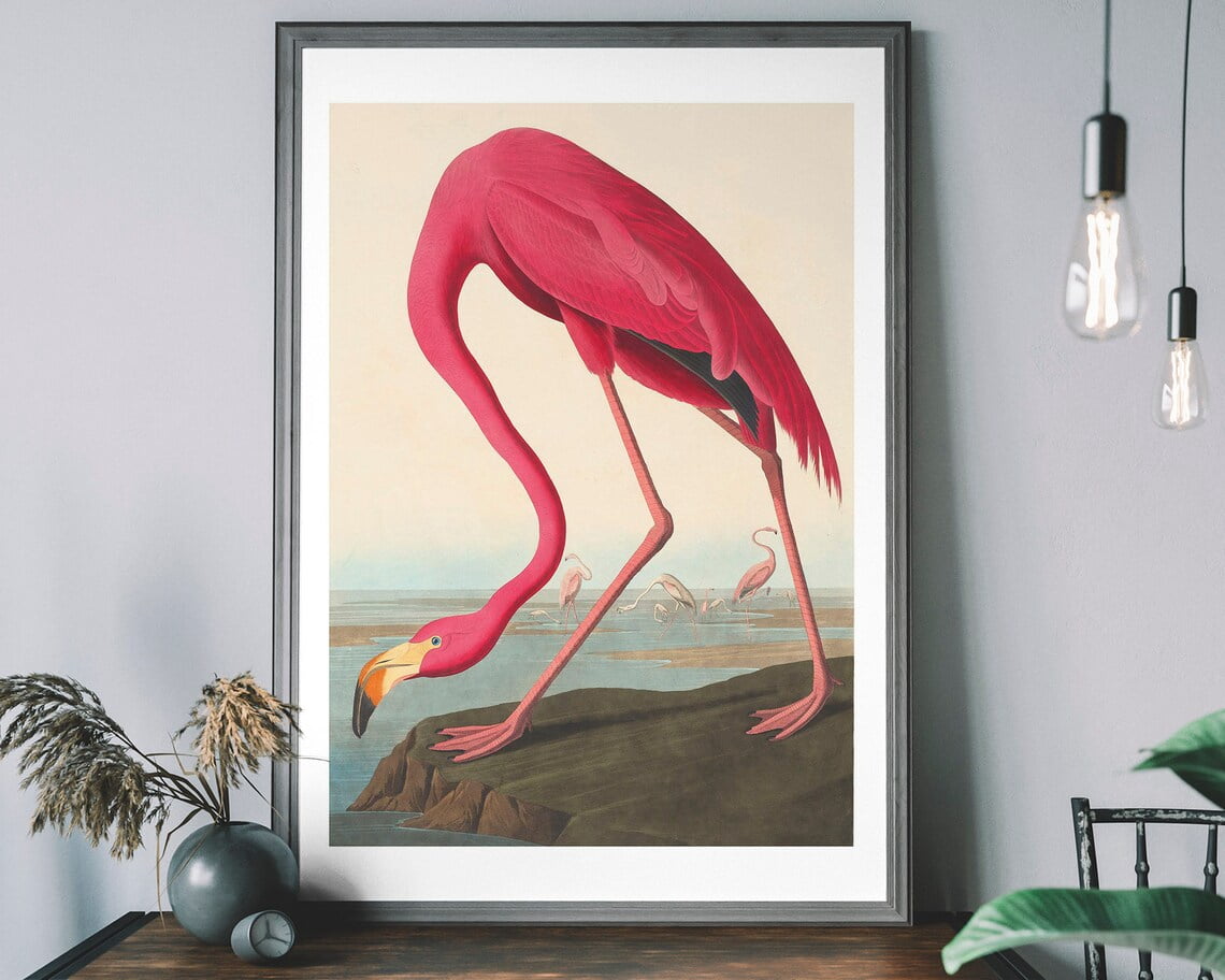 Pink Flamingo Vintage Art Print, Birds Of America Decor, Antique Bird ...