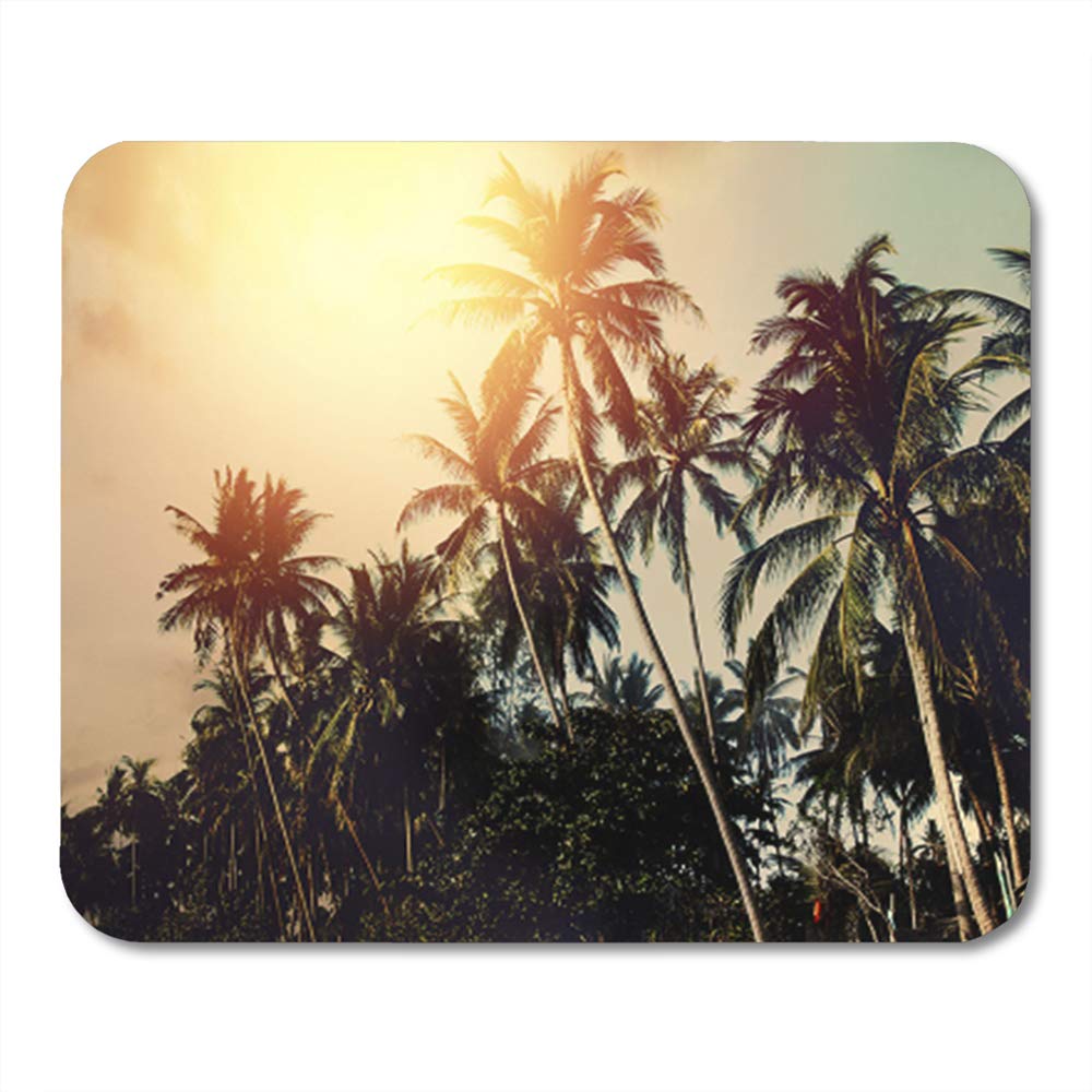 Pink Florida Palm Trees and Colorful Sunset Purple Beach California Sun ...