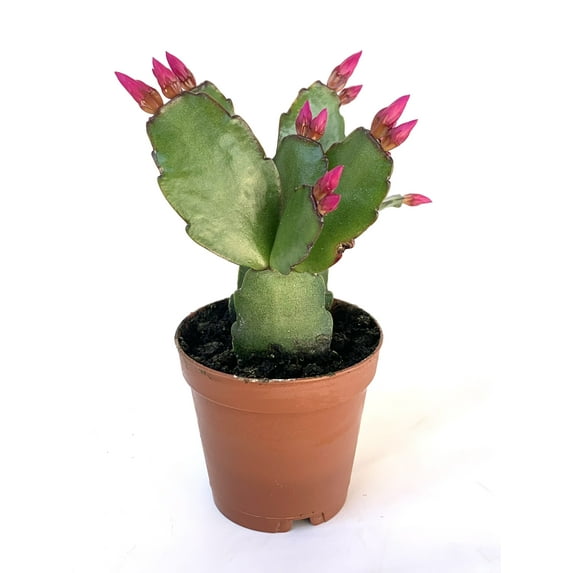 Pink Flower Easter Cactus Rhipsalidopsis Gaertnerrii Spring Cactus ...