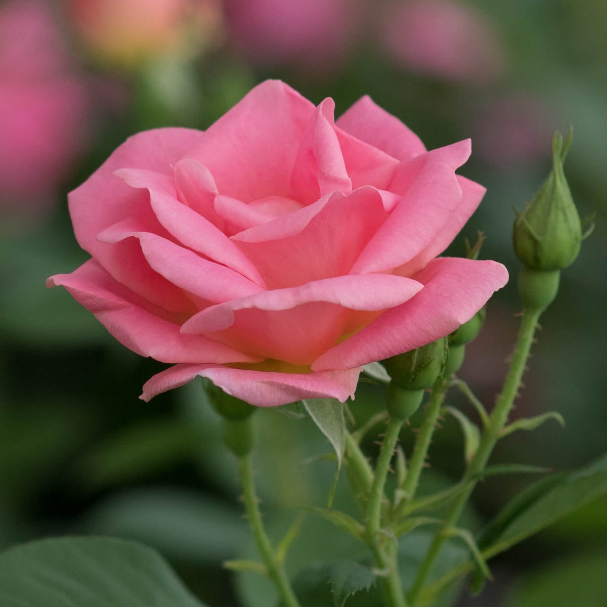 Direct Gardening Pink Flowering Freedom Shrub Rose Plant - Walmart.com