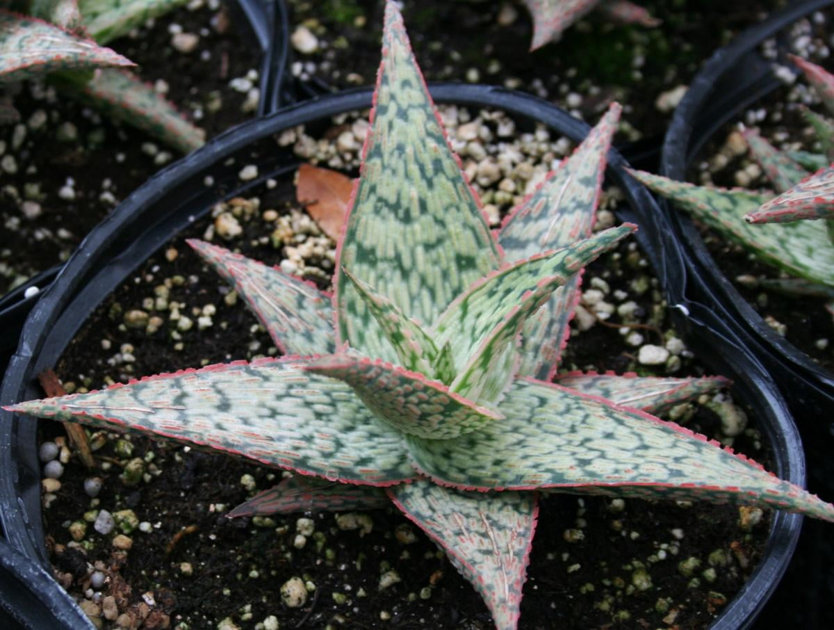 Pink Fox Aloe Succulent - 4" Pot - Walmart.com