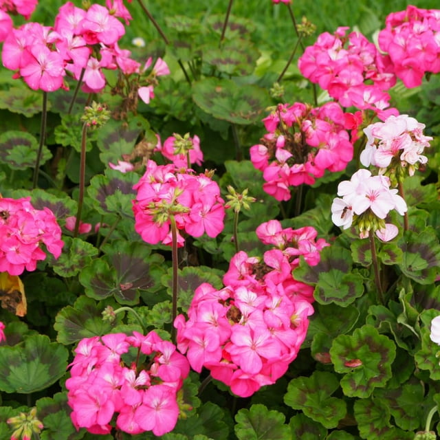 Pink Geranium Plants Live, 2 Plants, Geranium Flower Plants, Size Plant ...