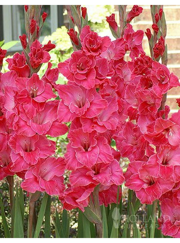 All Flowers in Flower Shop - Walmart.com