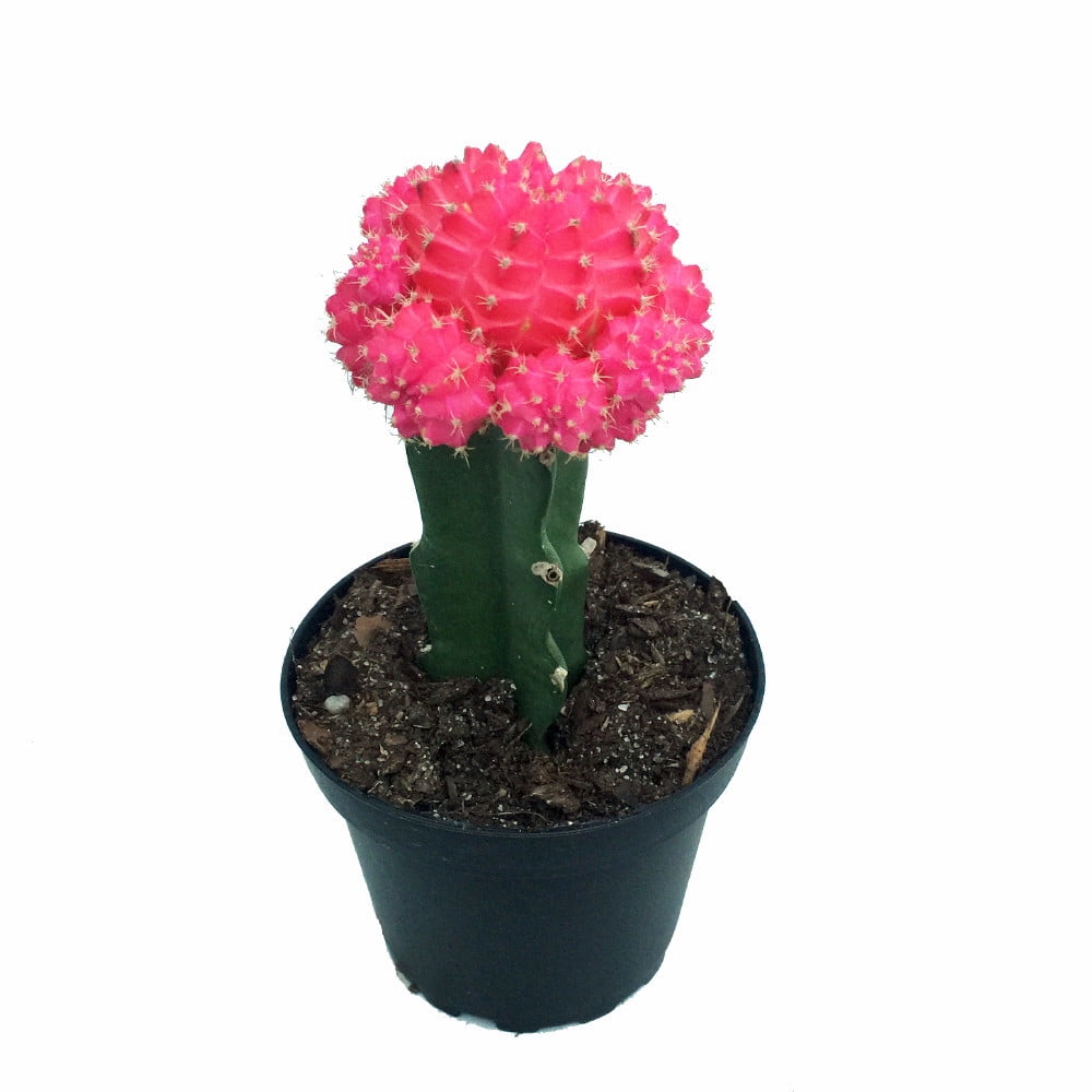 Pink Grafted Moon Cactus - Live Plant - 4" Pot - Walmart.com
