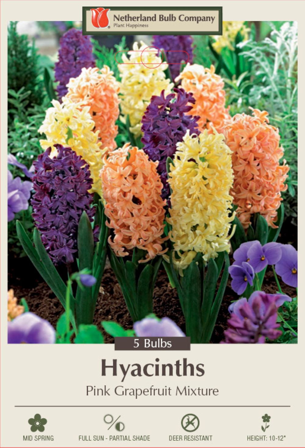 Pink Grapefruit Mix Hyacinth 5 Bulbs - Fragrant - 15/16 cm Bulbs - New ...
