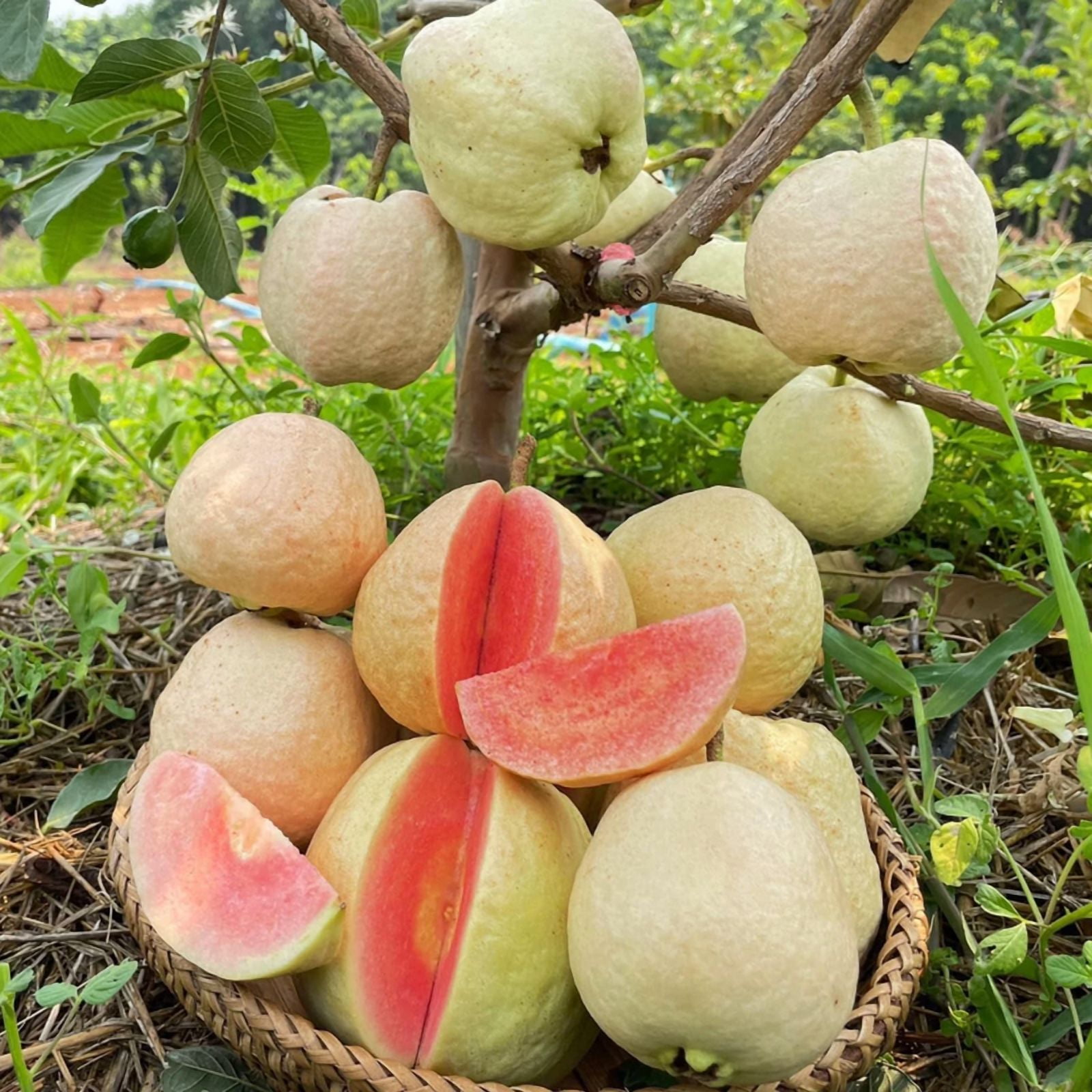 Pink Guava Live Plant, 4-7 Inch Tropical Fruit Tree for Outdoor ...