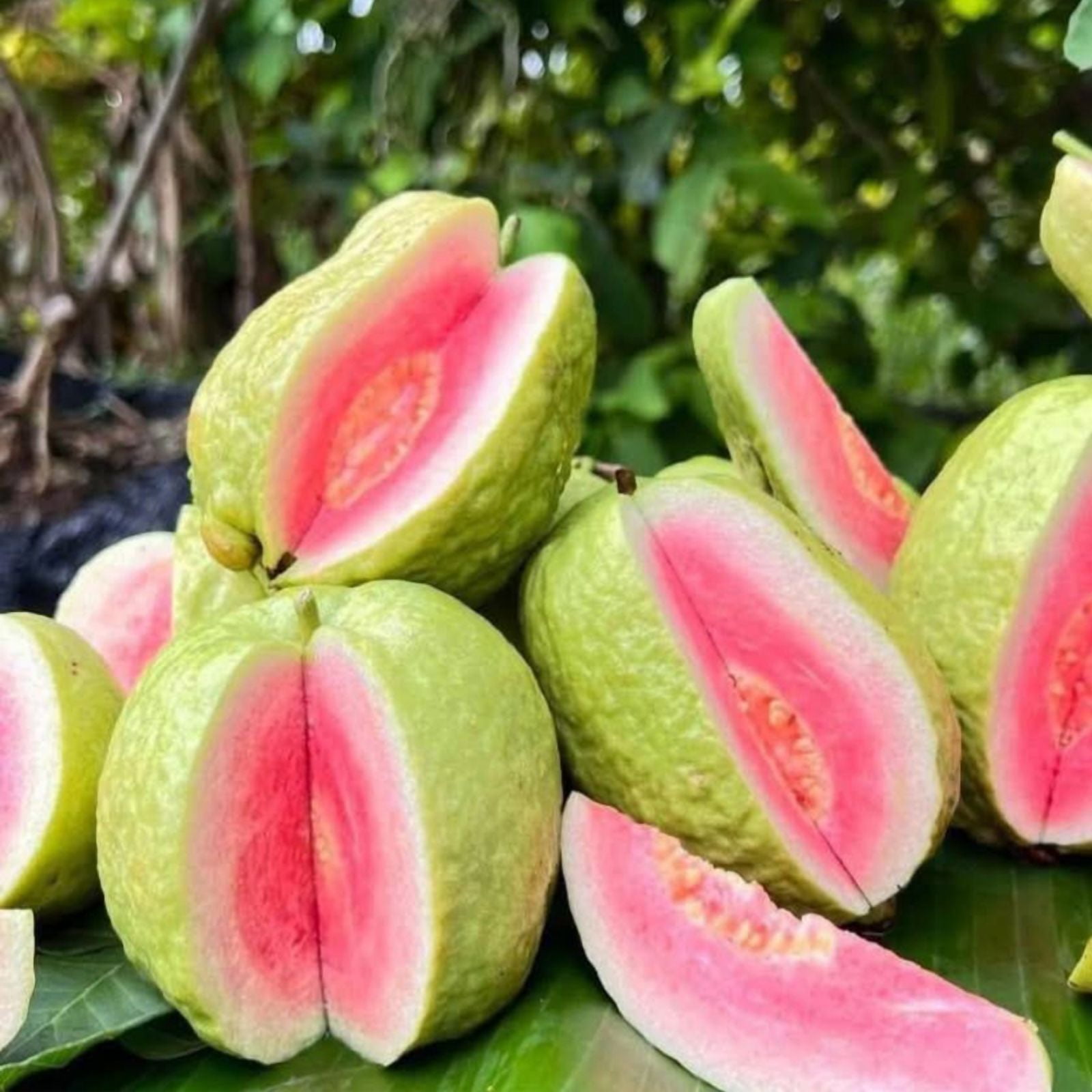 Pink Guava Live Plant, 8-10 Inch Tropical Fruit Tree for Outdoor ...