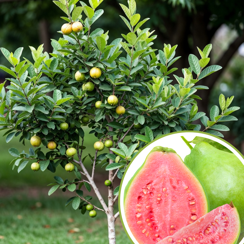 Pink Guava Live Plant, Edible Fruit Bearing, Cold Hardy and Fragrant ...