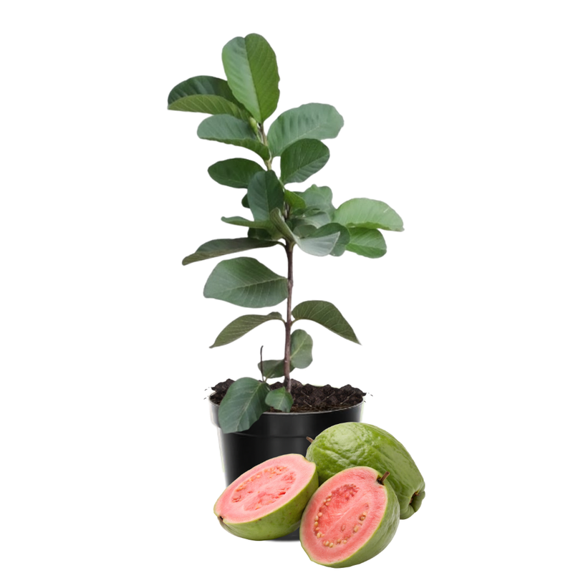 Pink Guava Live Plant, Sweet Pink Guava Tree, Fruit Tree from 4 to 7 ...