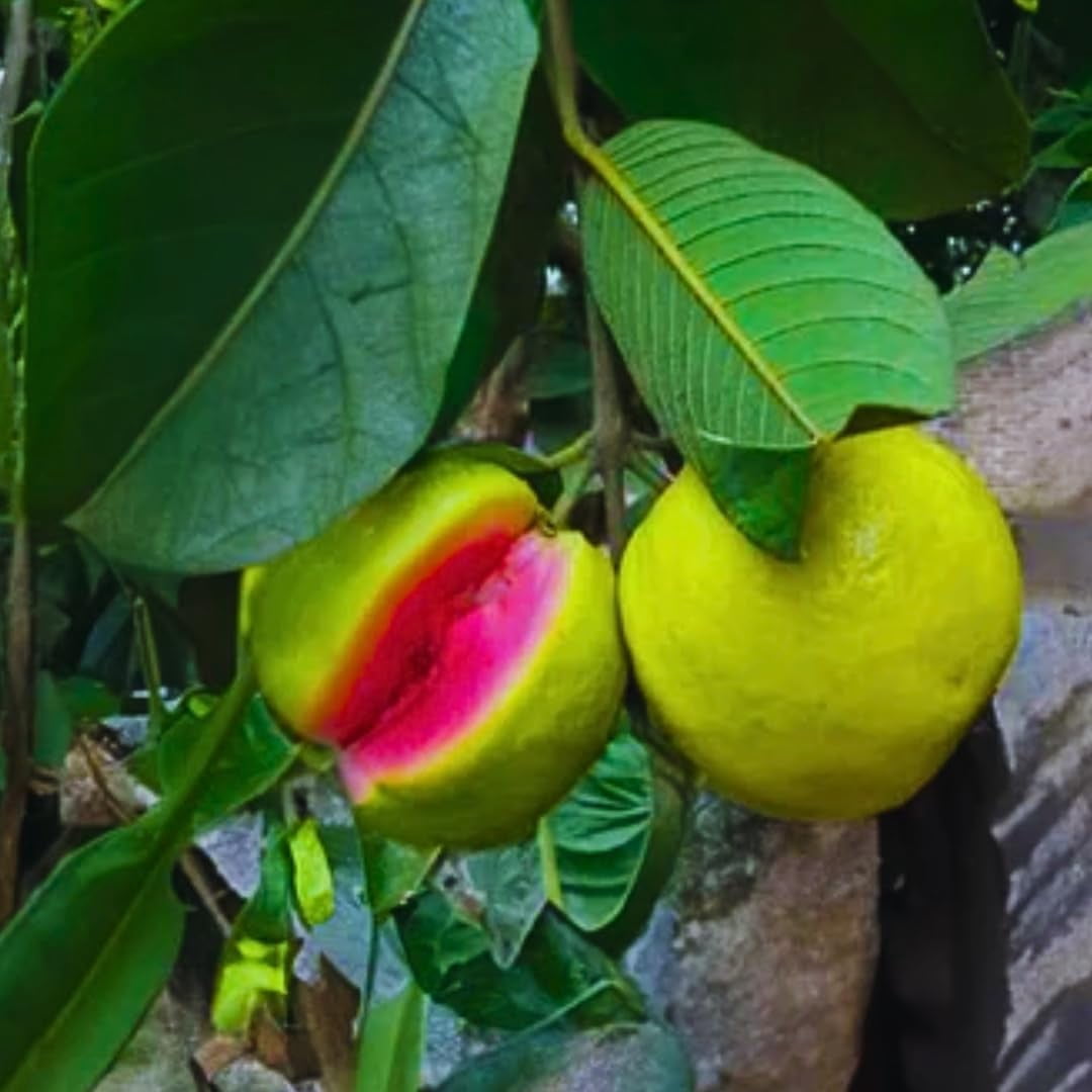 Pink Guava Tree 4'' Pot, Guava Live Plant, Tropical Fruit Tree Well ...