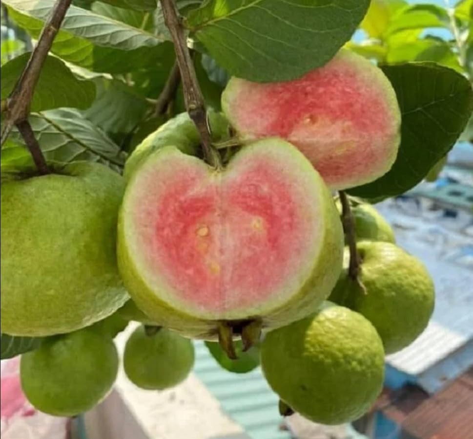 Pink Guava Tree 5 to 9 Inch Tall in 4 Inch Pot Sweet Guava Potted Sweet ...