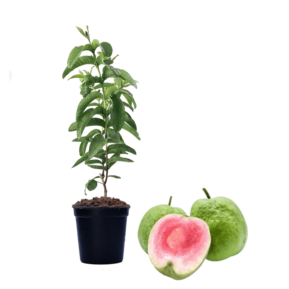 Pink Guava Tree Live Plant, 4" Pot, Guava Fruit Plant for Planting ...
