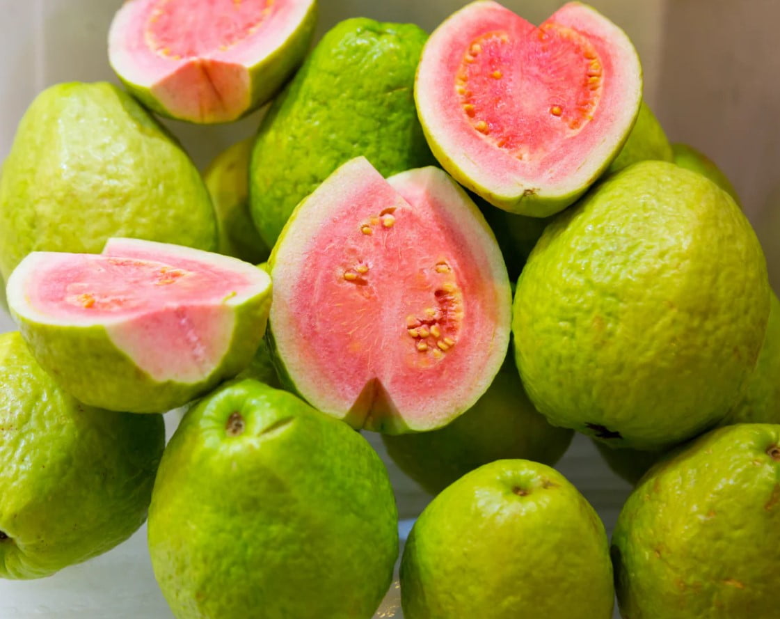Pink Guava Tree Live Plant 5-9" Tall in a Cup - Sweet Guava Plant - Tropical Fruit Tree ...