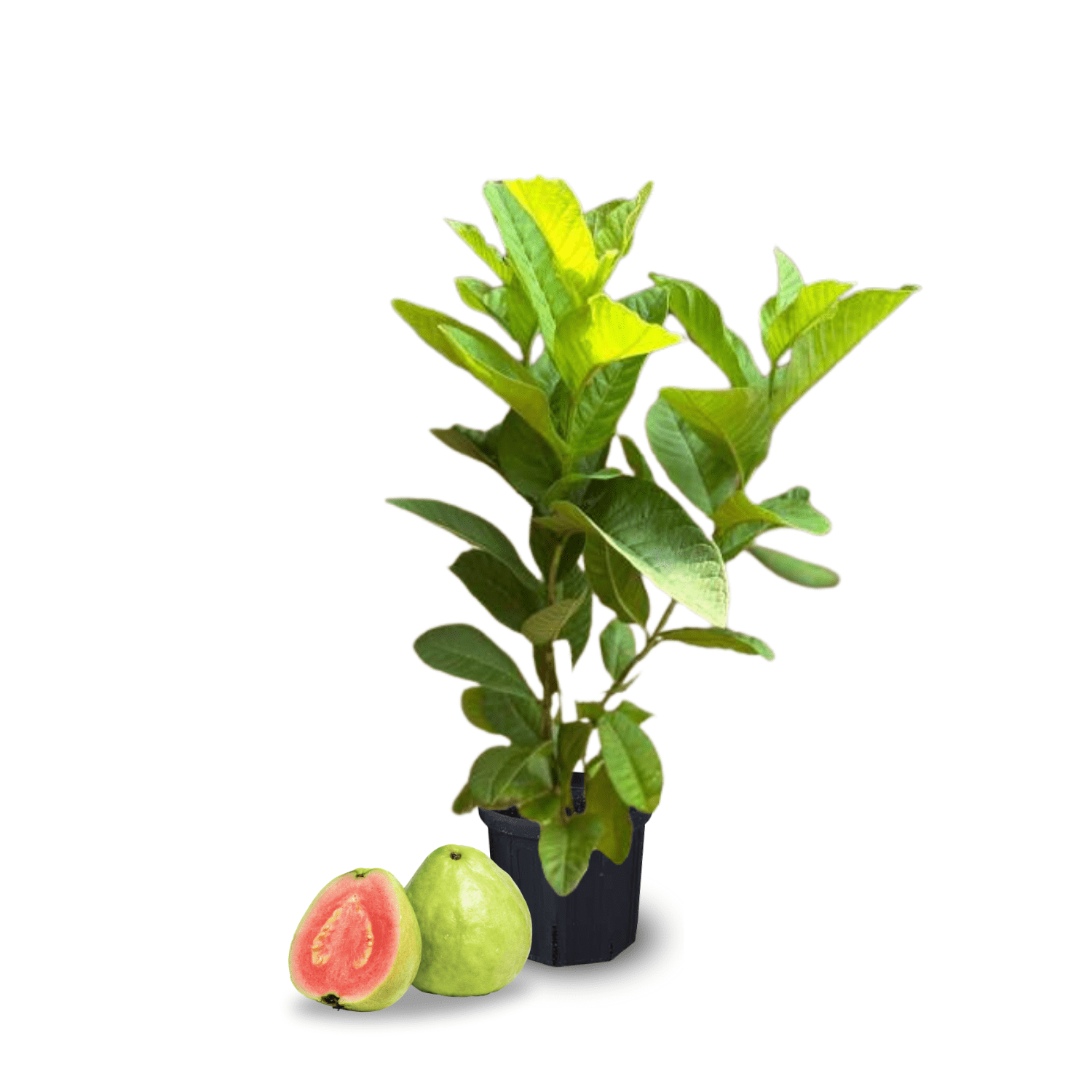 Pink Guava Tree Live Plant 8"-12" Tall, Pink Flesh Guava Tree Plant, Tropical Guava Fruit Tree ...