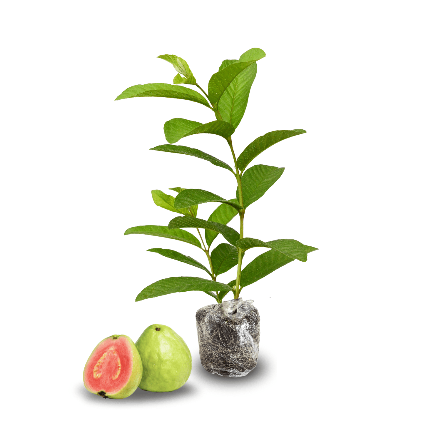 Pink Guava Tree Live Plant, Pink Flesh Guava Tree Plant, Tropical Guava Fruit Tree, Guava Plant ...