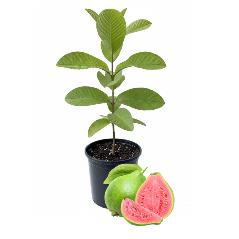 Pink Guava Tree Live Plant, Sweet Guava Plant Tropical Fruit Tree, 4-7 ...