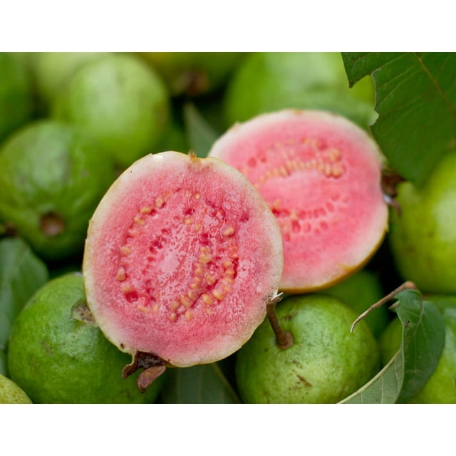 Pink Guava Tree - Live Plant in a 1 Gallon Pot - Psidium Guajava ...