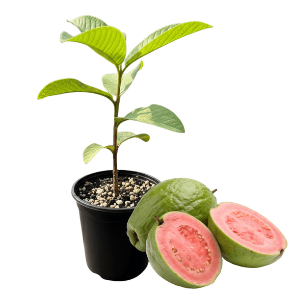 Pink Guava Tree Live Plants, Fragrant and Sweet Guava for Growing ...