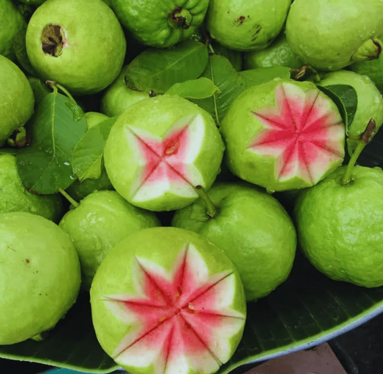 Pink Guava Tree Live for Planting, Sweet Guava Plant for Outdoor Garden ...