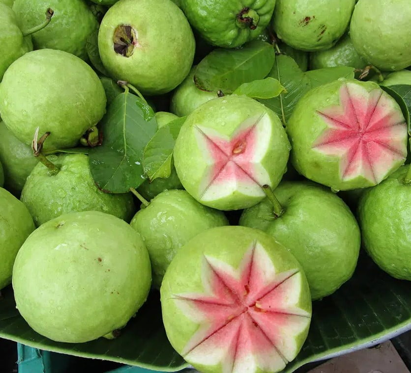 Pink Guava Tree Plant 5 to 9 Inch Tall in 4 Inch Pot Sweet Guava Plant ...