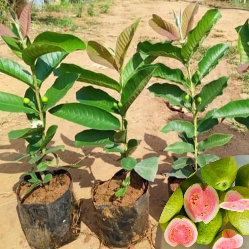 Pink Guava Trees Live Plants for Growing, In 4" Pot, Guava Fruit Tree ...