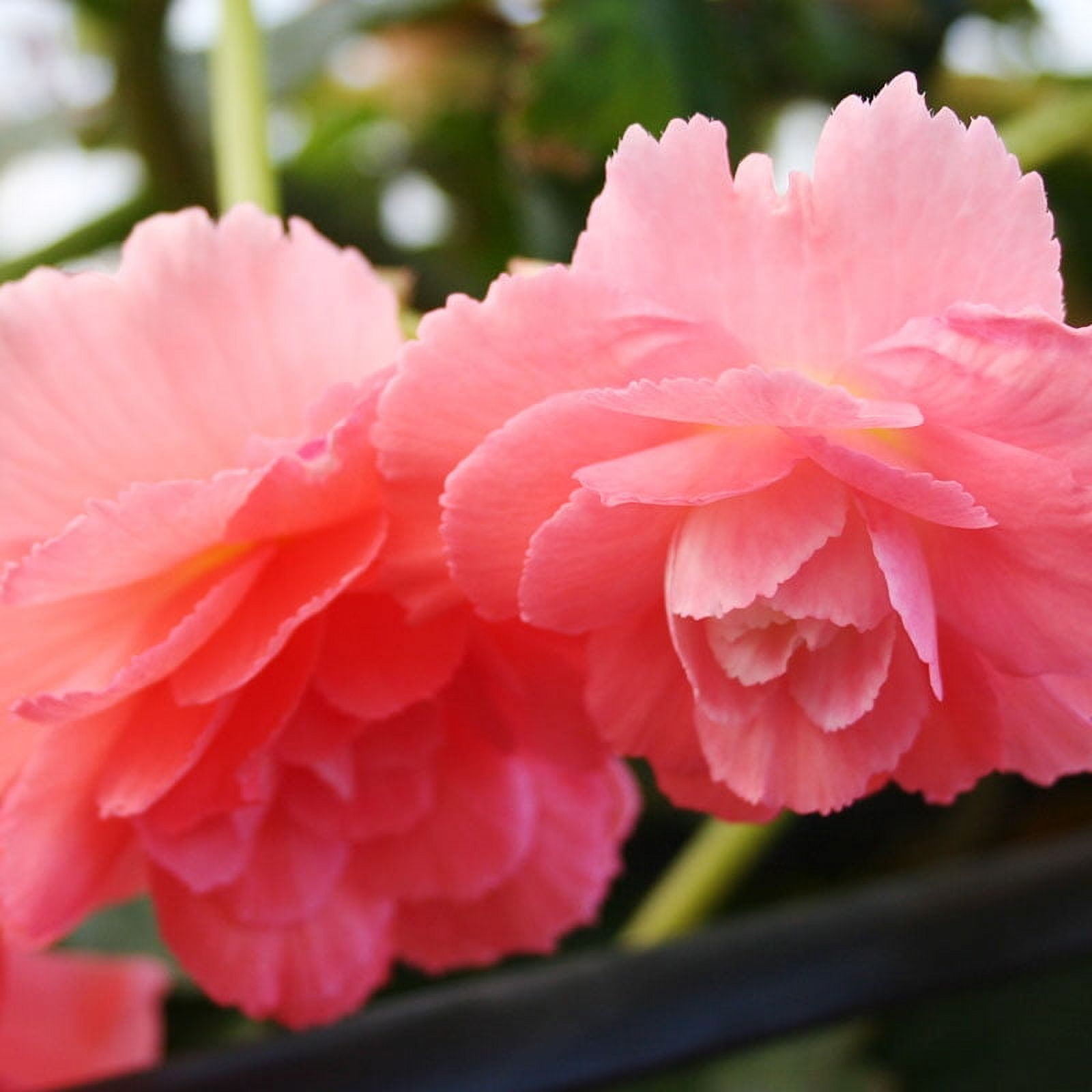 Pink Delight Fragrant Begonia - Outdoor Flowering Plants for Patio, 3 ...