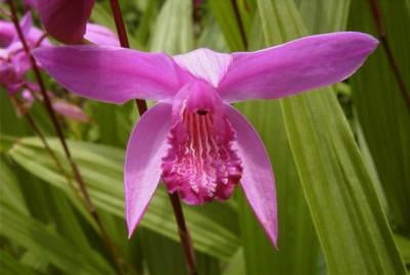 Pink Hardy Chinese Ground Orchid - Bletilla Pink - 2 Rhizomes - Walmart.com