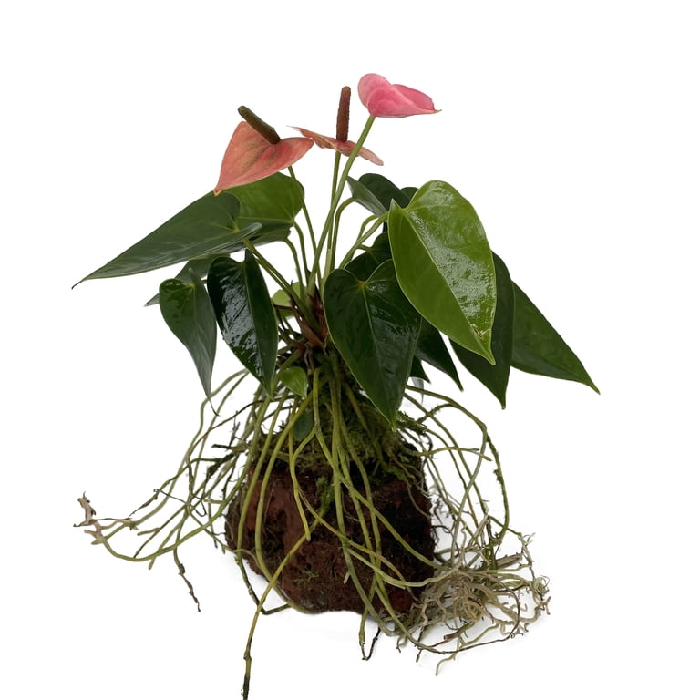 Volcano Plants Anthurium