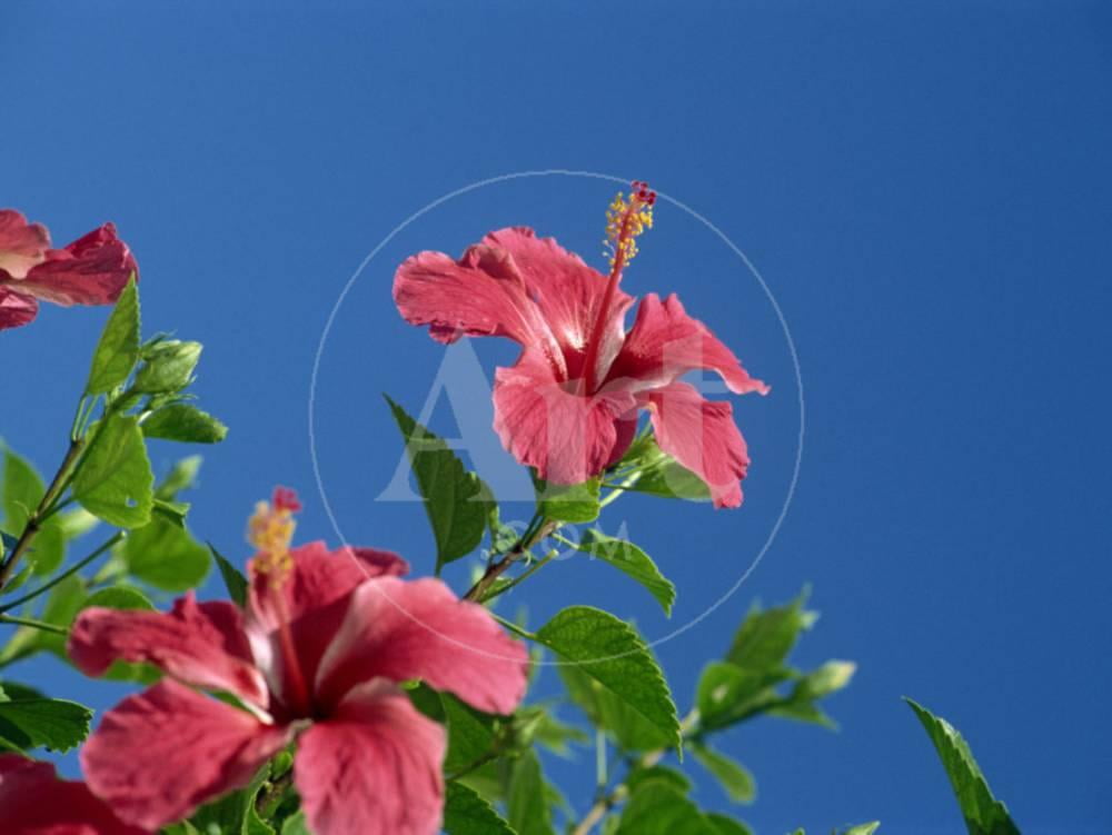 Pink Hibiscus Flowers, Bermuda, Central America, Botanical Unframed ...