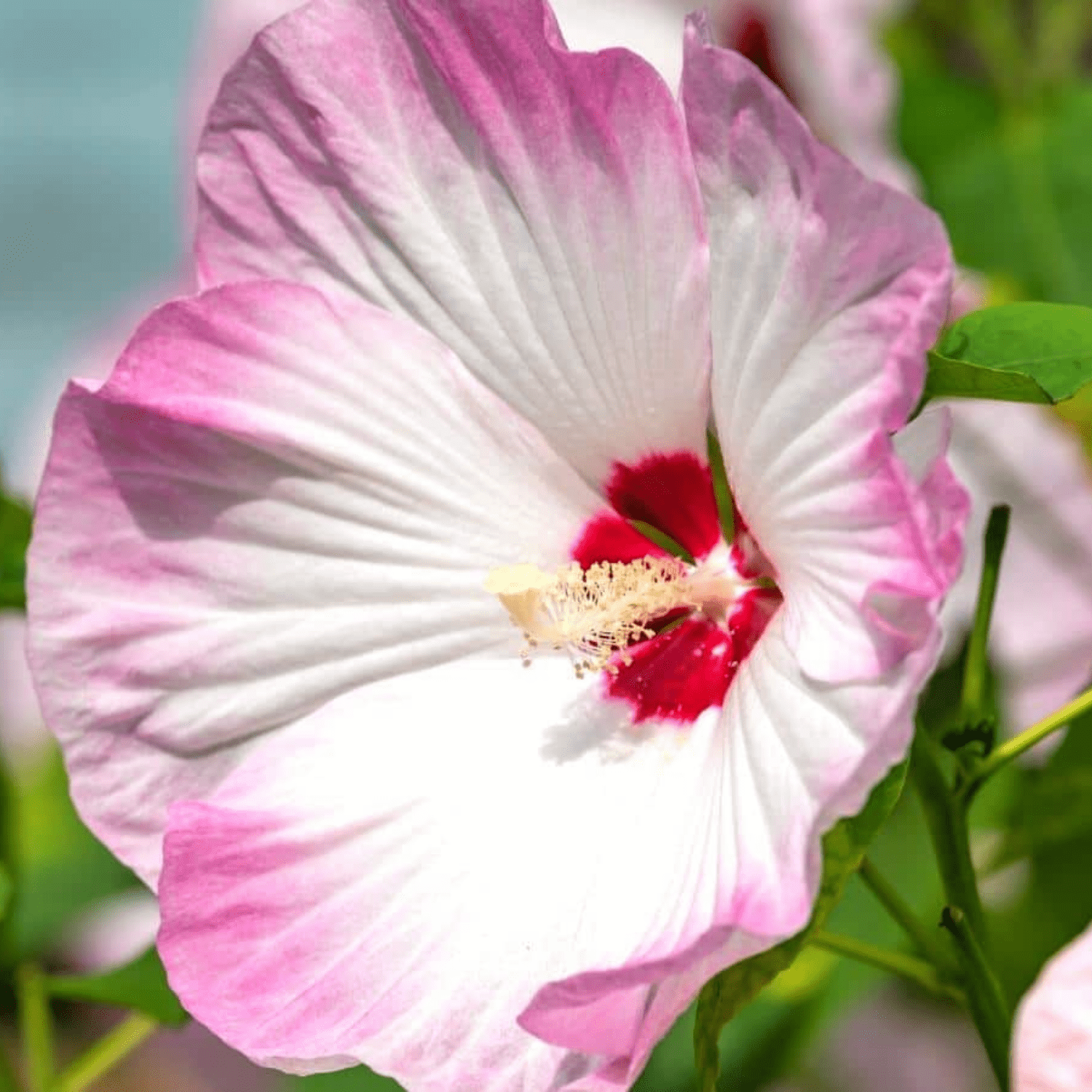 Pink Hibiscus Plants Live, 5-9" Tall, Hardy Hibiscus Tree Live Plant ...