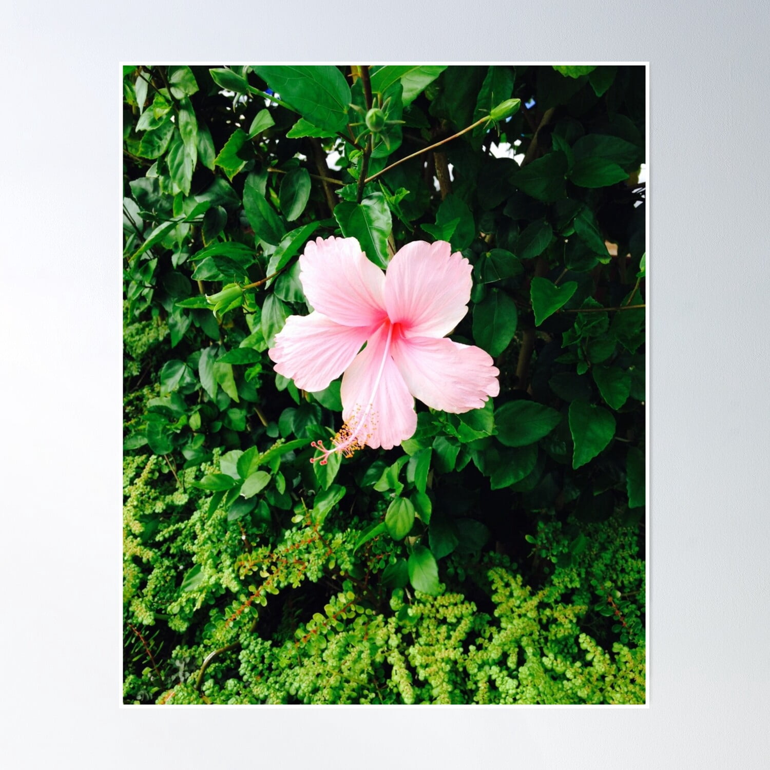 Pink Hibiscus Poster Wall Art, Modern Wall Decor, 8x12 UNFRAMED ...