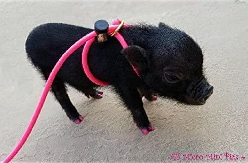 Pink Hoof Polish and a 12 Foot Adjustable Mini Pig Harness and Leash ...