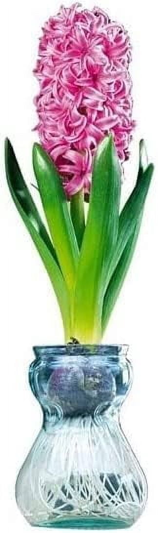 CZ Grain Hyacinth Bulb and Forcing Vase - Ready to Grow Indoor Hyacinth ...