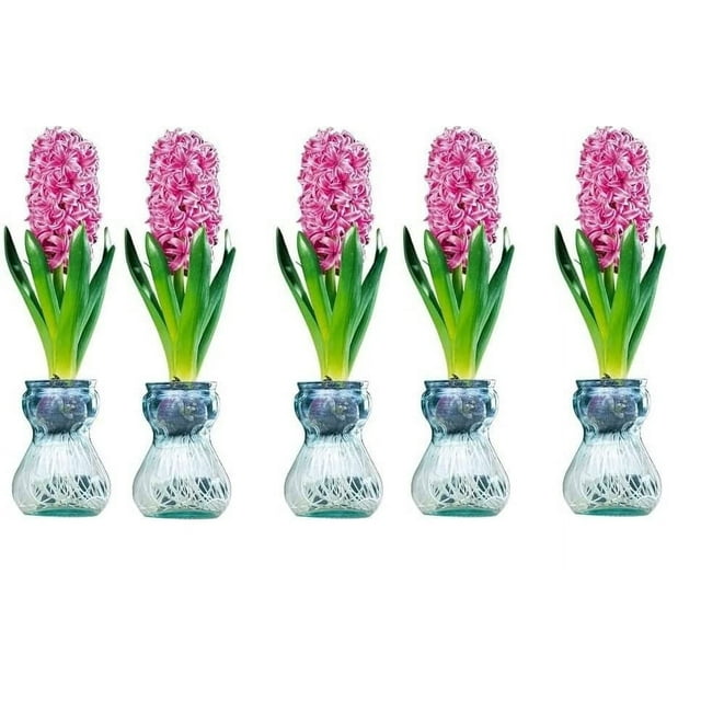 Pink Hyacinth Bulb and Forcing Vase - Ready to Grow Indoor Hyacinth ...