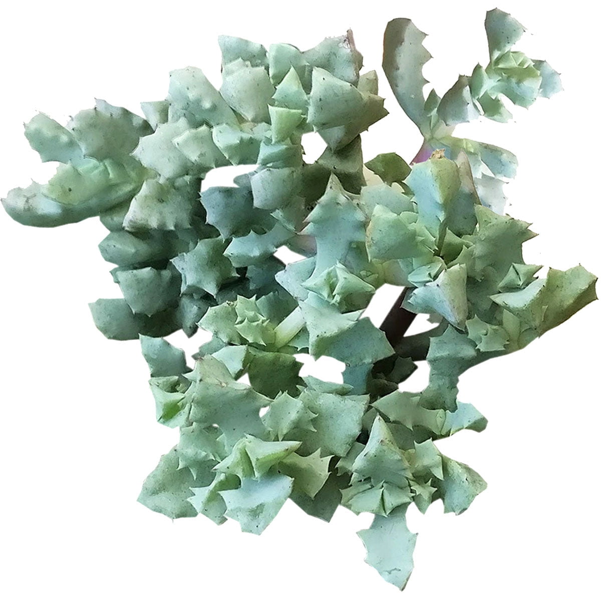 Pink Ice Plant Sandstone Vygie Succulent (4"+ Plastic Pot) - Tiny ...
