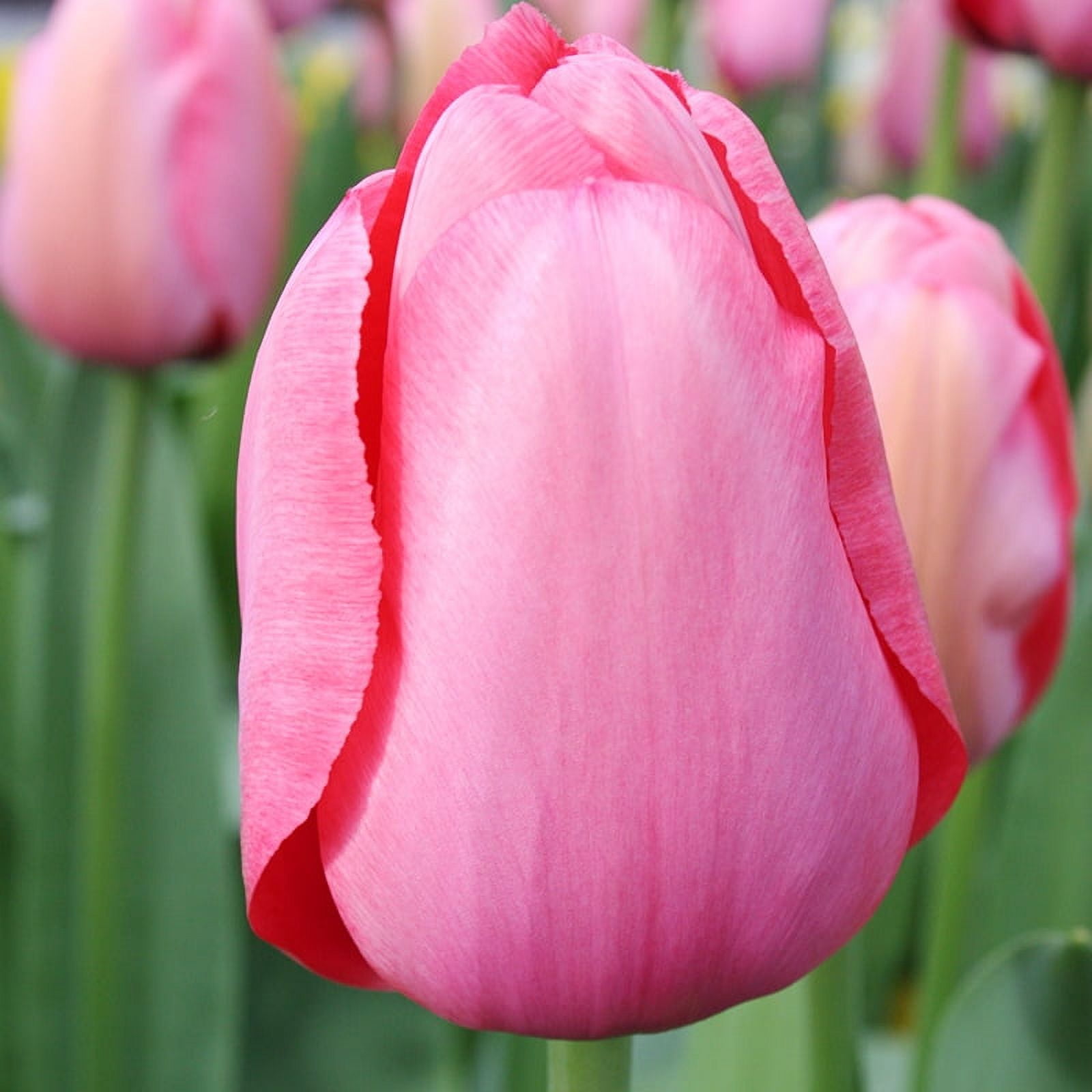 Planting Pink Impression Darwin Hybrid Tulip Value Bag, 35 Bulbs ...