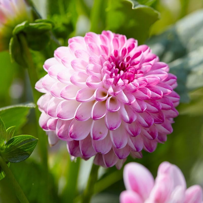 Pink Isa Decorative Dahlia Flower Tubers - 3 Bulbs per Pack - Blooms ...