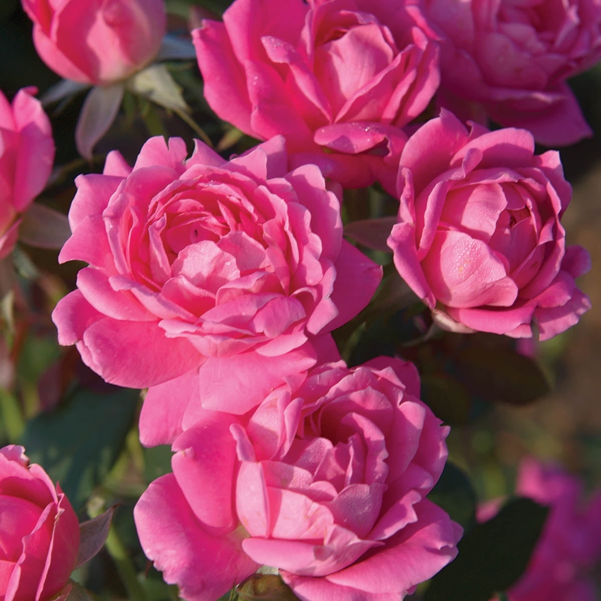 Pink Knock Out Dormant Bare Root Shrub Rose, Includes one dormant plant ...