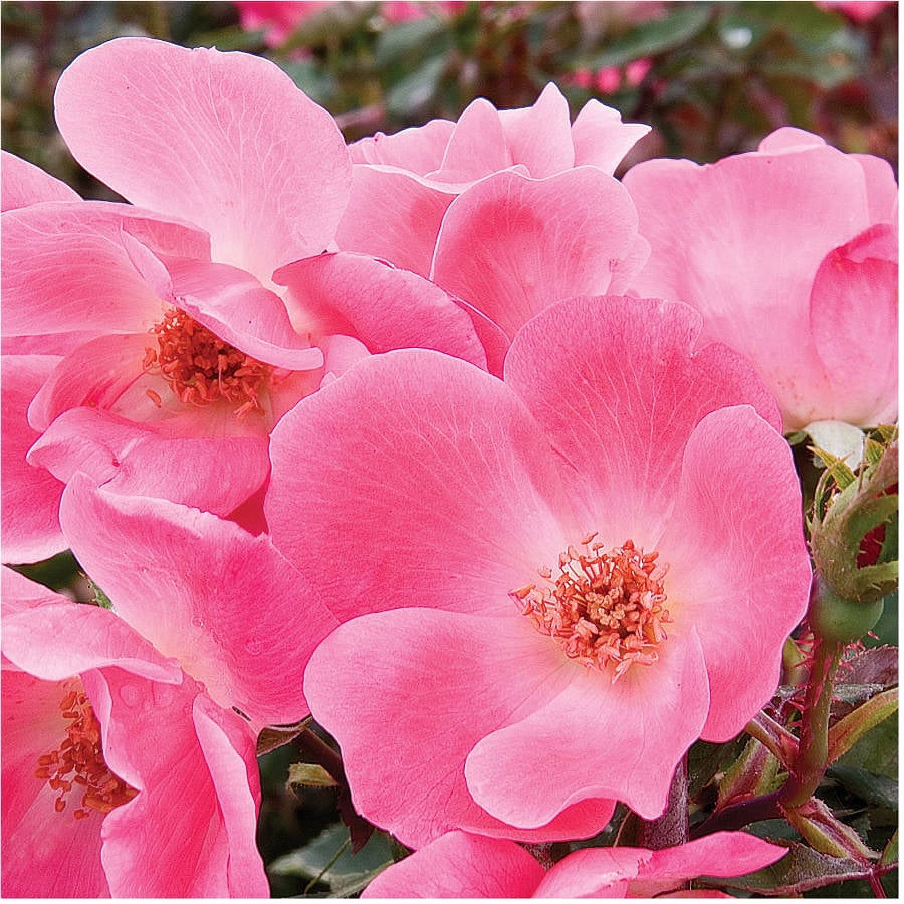 Pink Knock Out Rose Bush (3 Gallon) Flowering Semi-Evergreen Shrub with ...