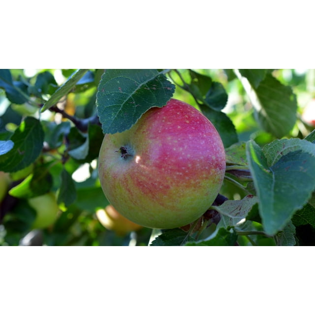 Expert Gardener 3.25 gal Pink lady apple Live Tree - Walmart.com