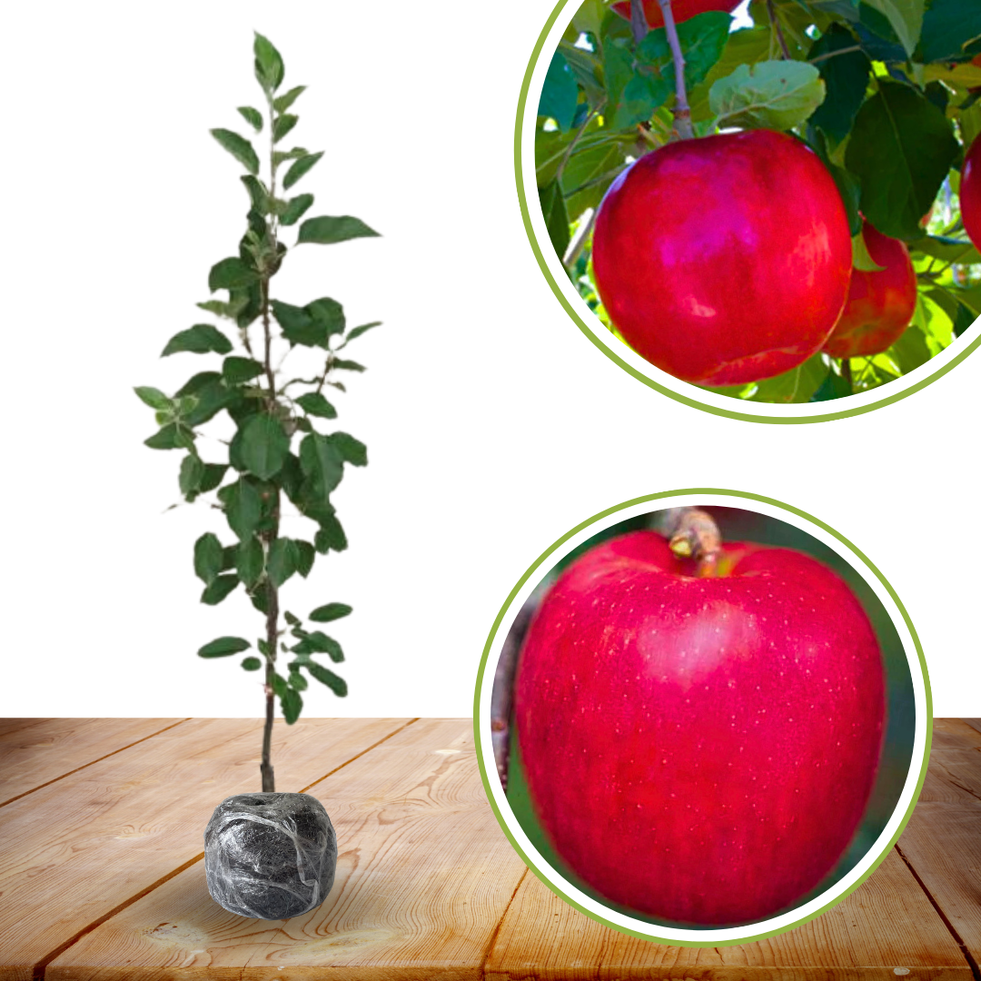 Pink Lady Apple Trees Live Plants, 2 to 3 Feet Tall, Pink Apple Tree ...