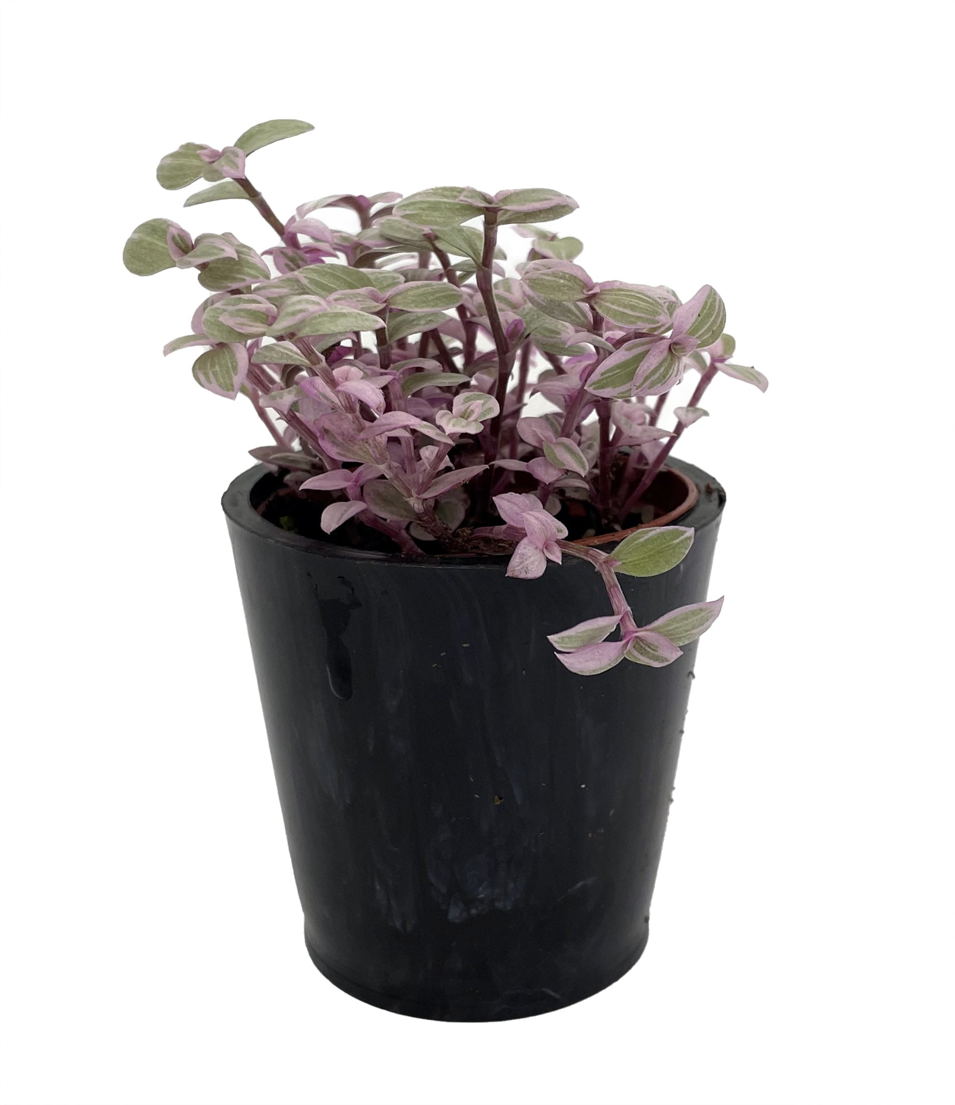 Pink Lady Bolivian Jewel - Callisia repens in 2.5" Black Recycled ...